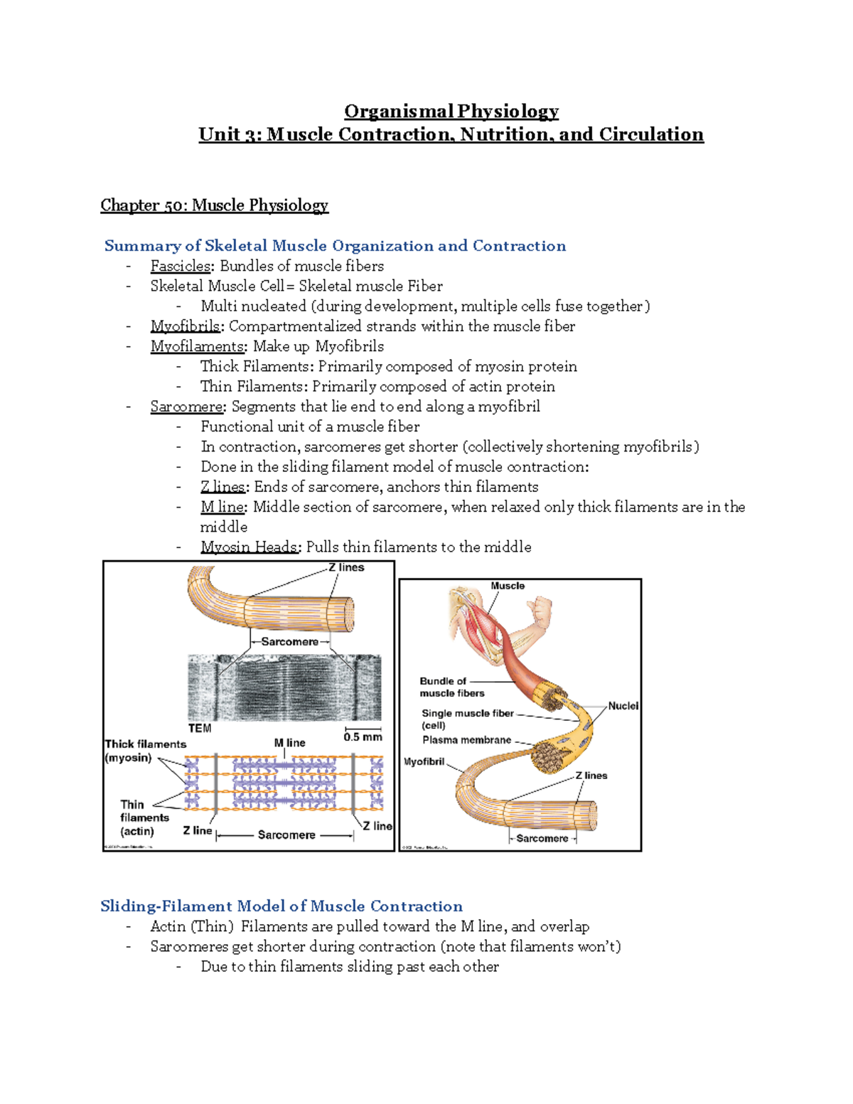 Unit 3 Organismal Physiology - Organismal Physiology Unit 3: Muscle ...