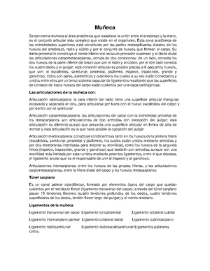 Musculorama de Hombro - Memorama de musculos de miembro superior - O ...