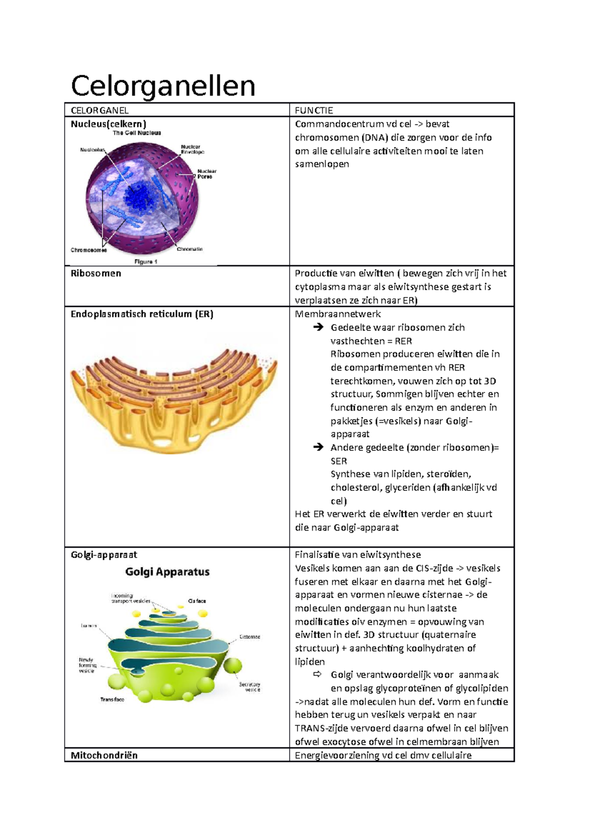 Celorganellen - Celorganellen CELORGANEL FUNCTIE Nucleus(celkern ...
