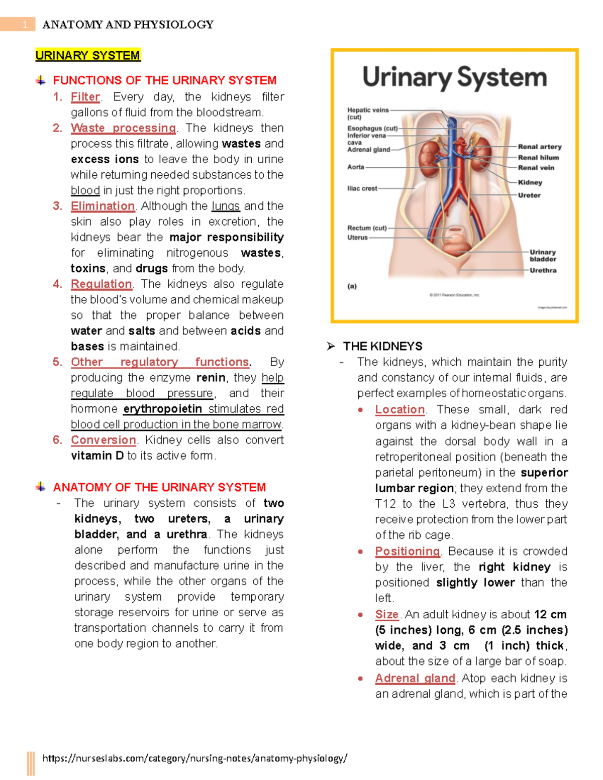 (1) Urinary System - Summary Anatomy and Physiology - URINARY SYSTEM ...