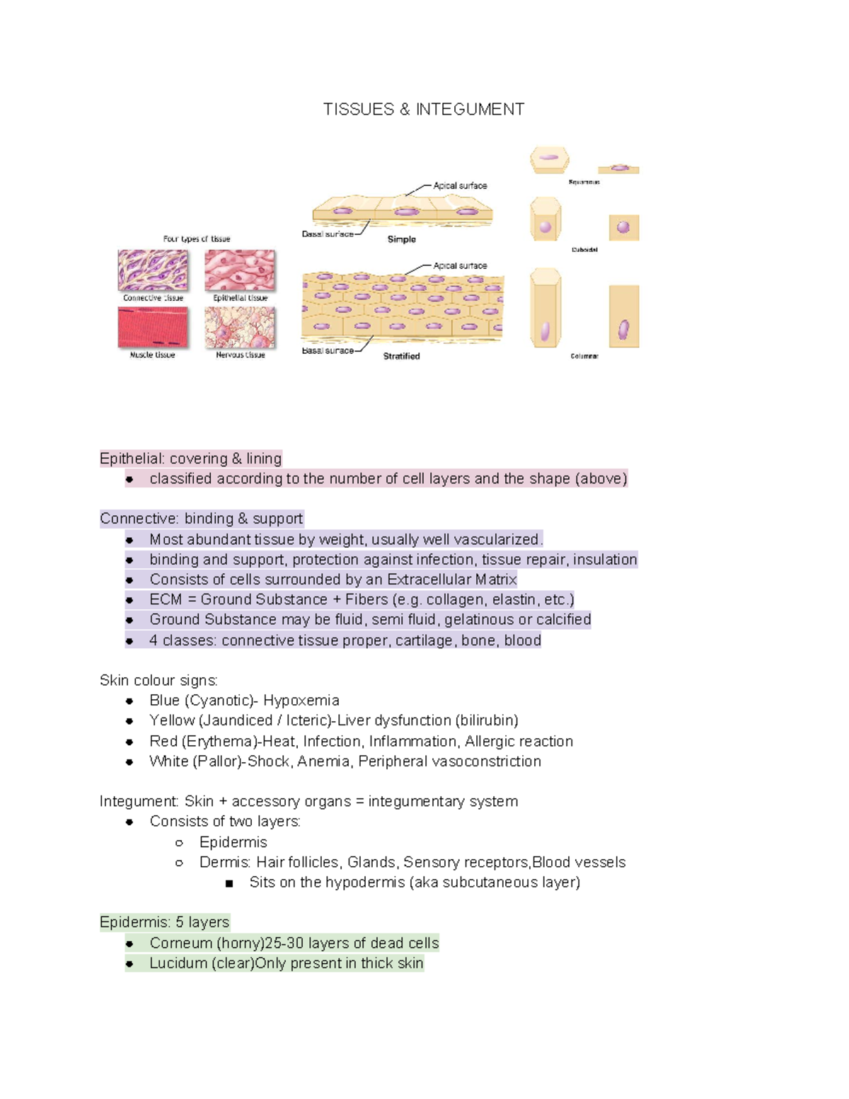 WEEK 2&3 Review - WEEKS 2 & 3 - TISSUES INTEGUMENT Epithelial: covering ...