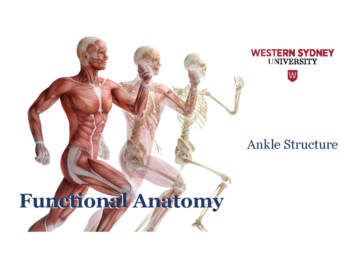 Module 4 Ankle Structure Slides - Ankle Structure Functional AnatomyFunctional Anatomy Learning ...