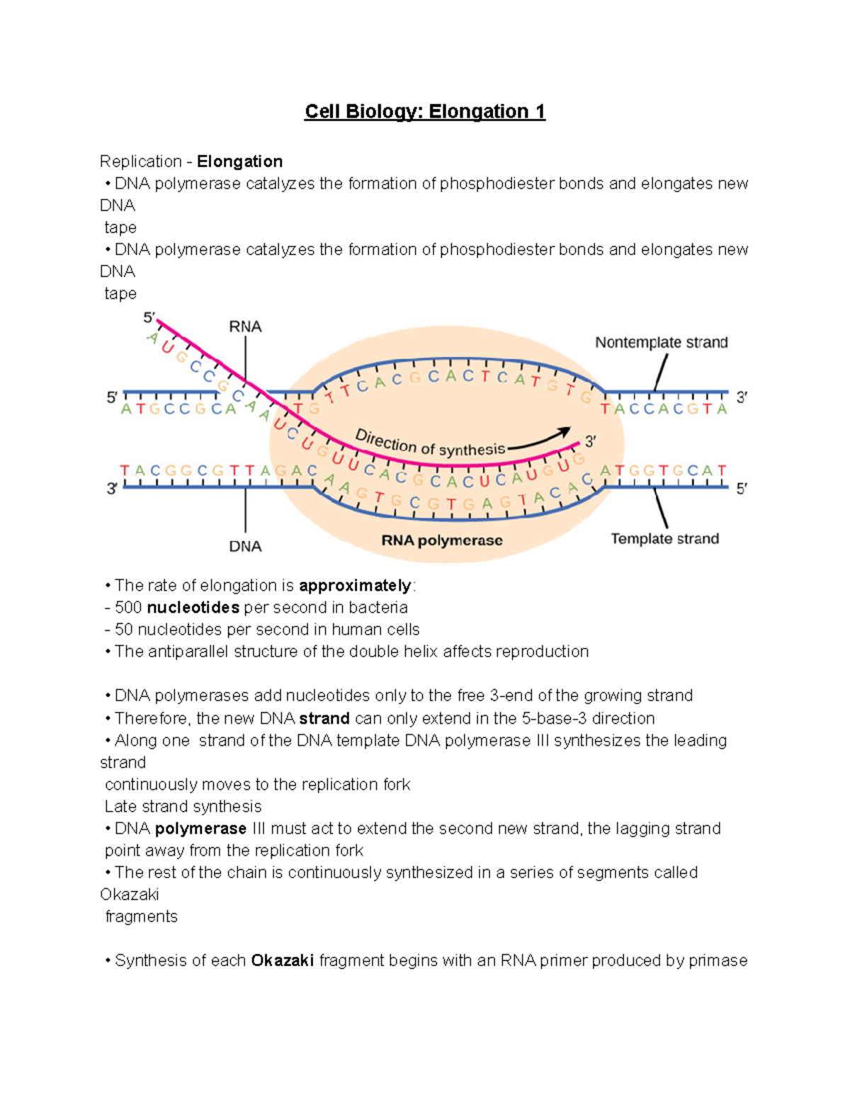Cell Biology Elongation 1 - Reproduction - Termination: Limitations of ...