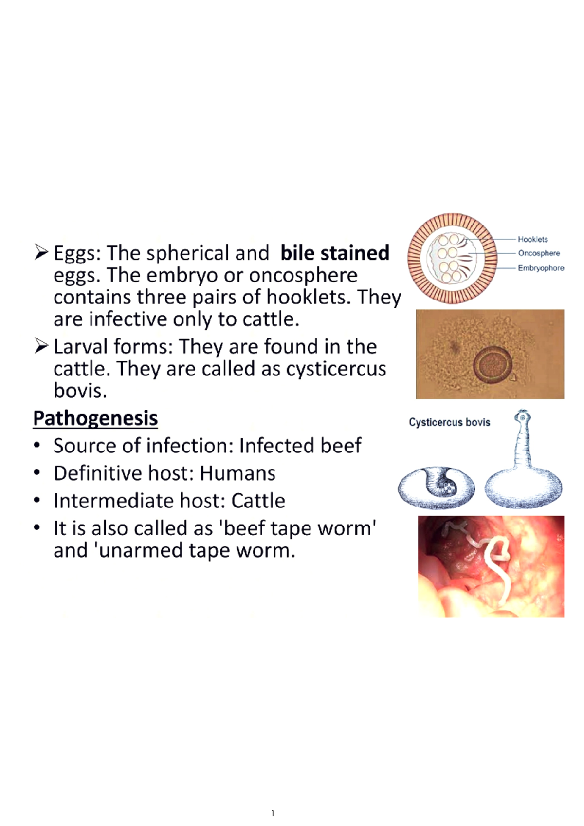 Kaagaz 20240708 193405578965 - Hooklets Eggs: The spherical and bile ...