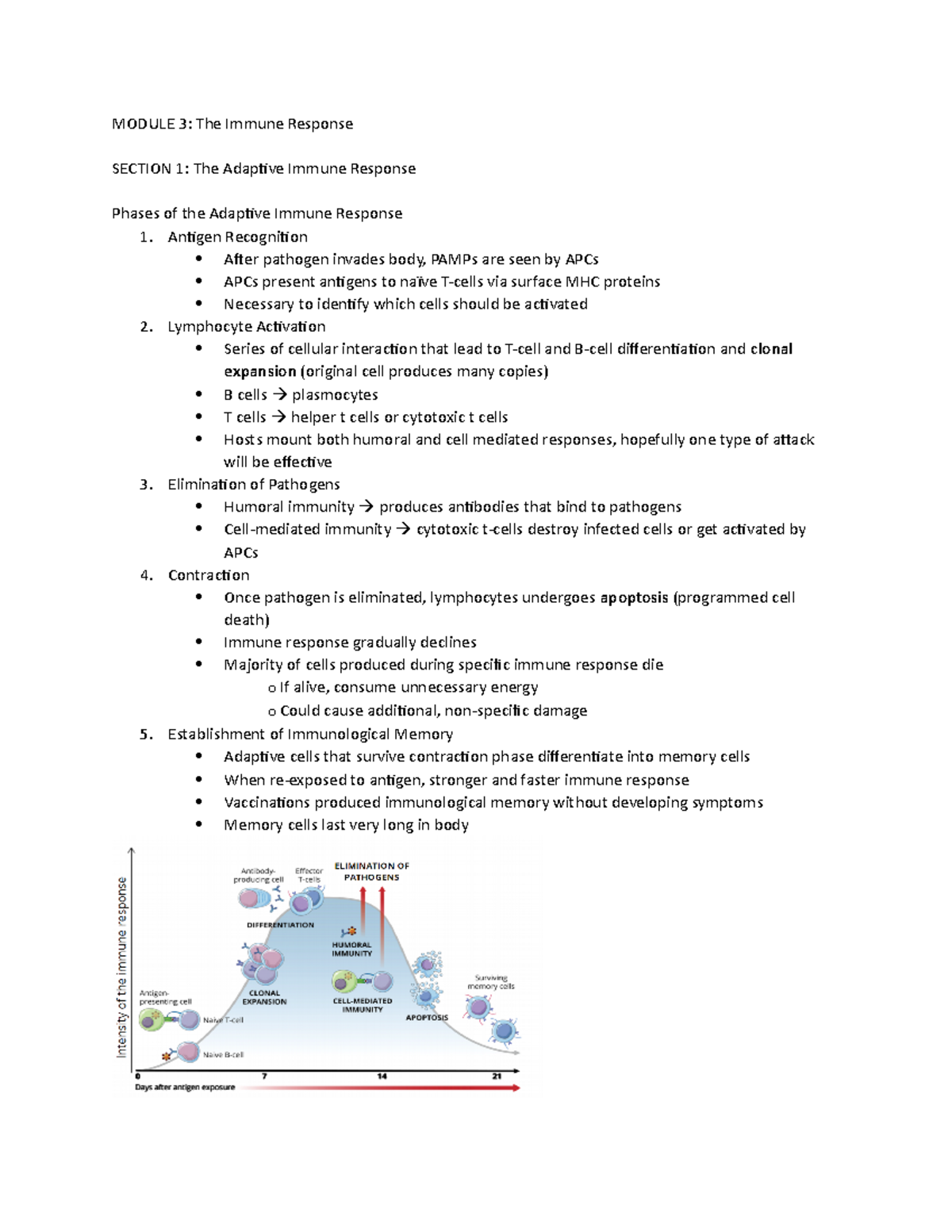 Module 3 Notes - MODULE 3: The Immune Response SECTION 1: The Adaptive ...