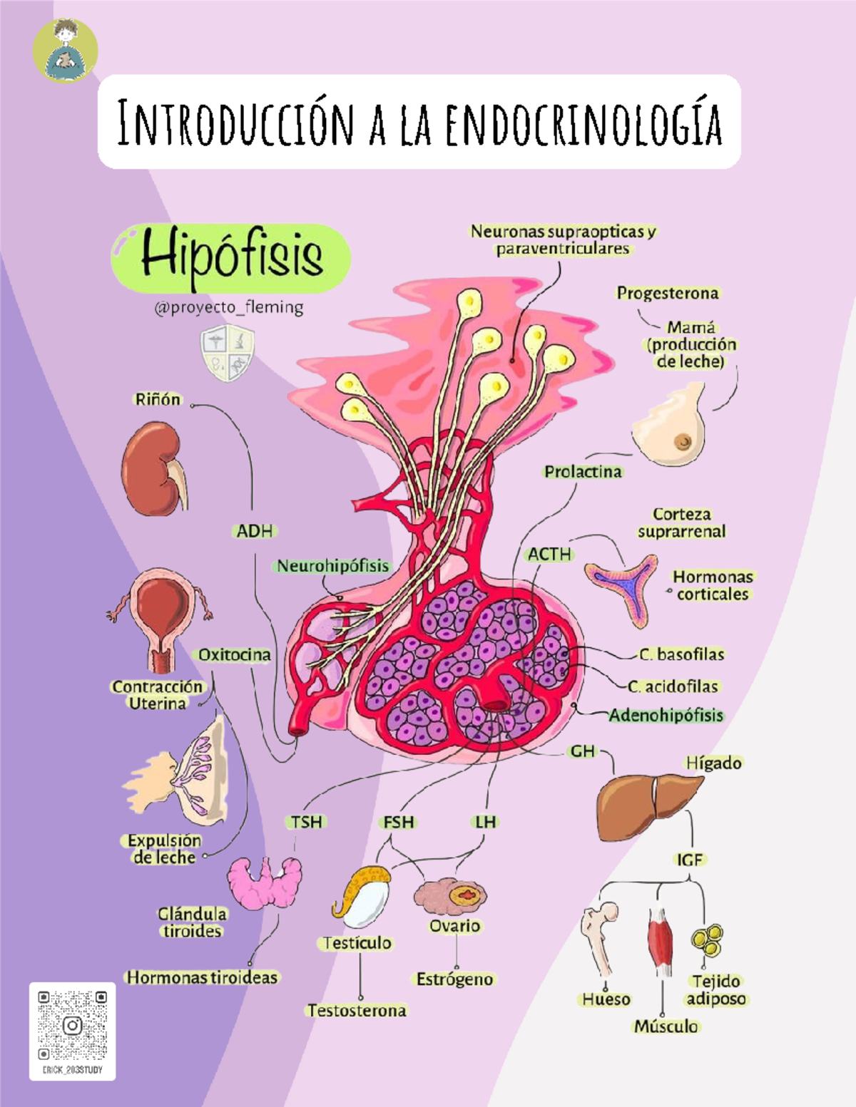 Introducción a la endocrinología - Introducción a la endocrinología ...