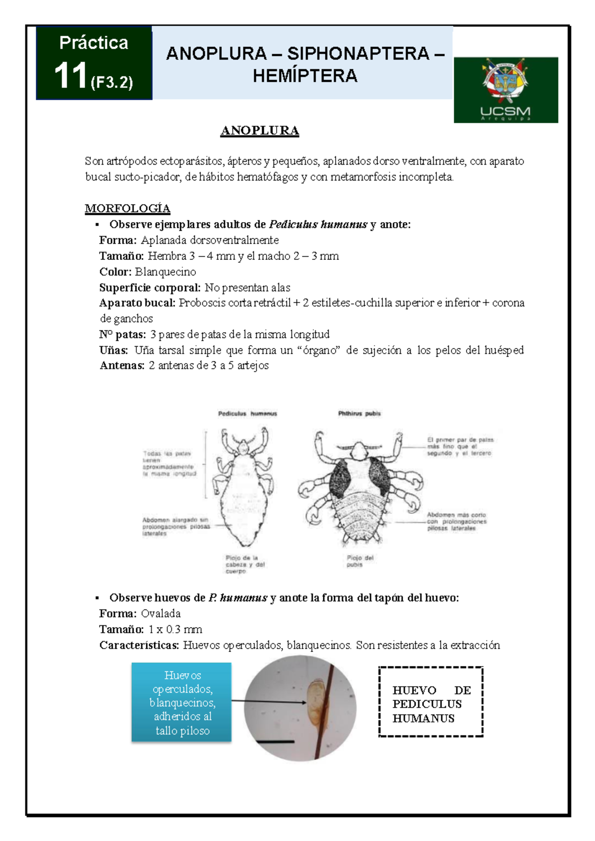 2da guia - Guia - ANOPLURA Son artrópodos ectoparásitos, ápteros y ...