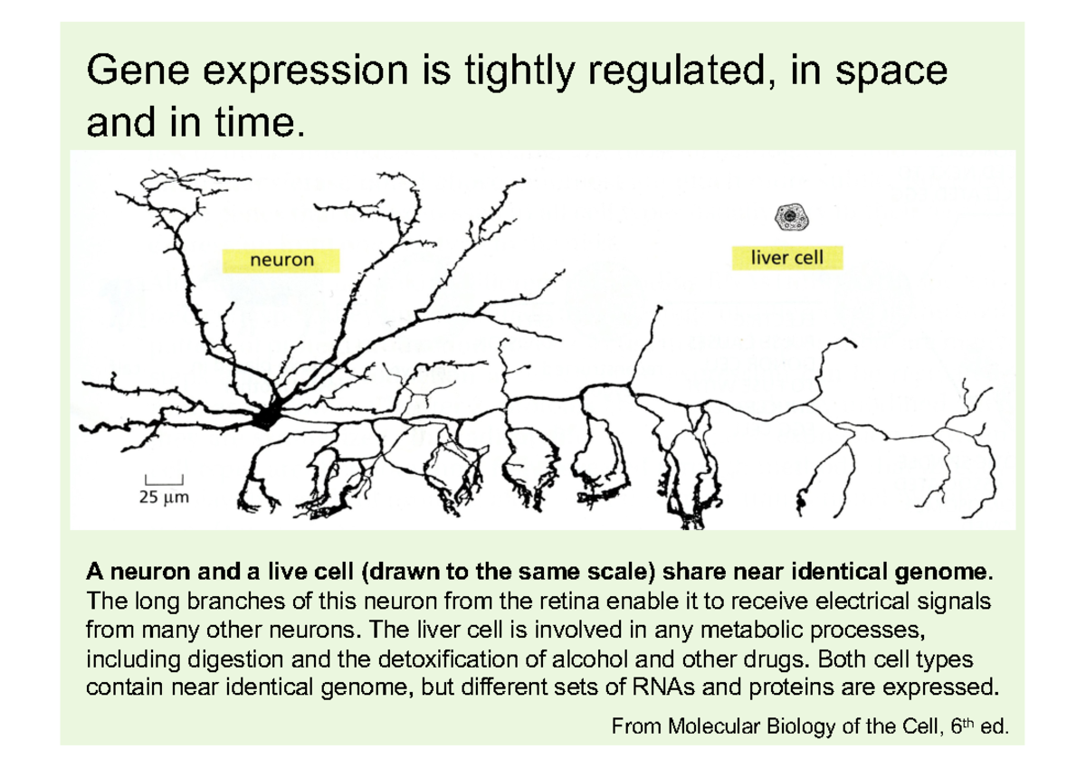 Lecture 6 Gene expression 2 - Gene expression is tightly regulated, in ...