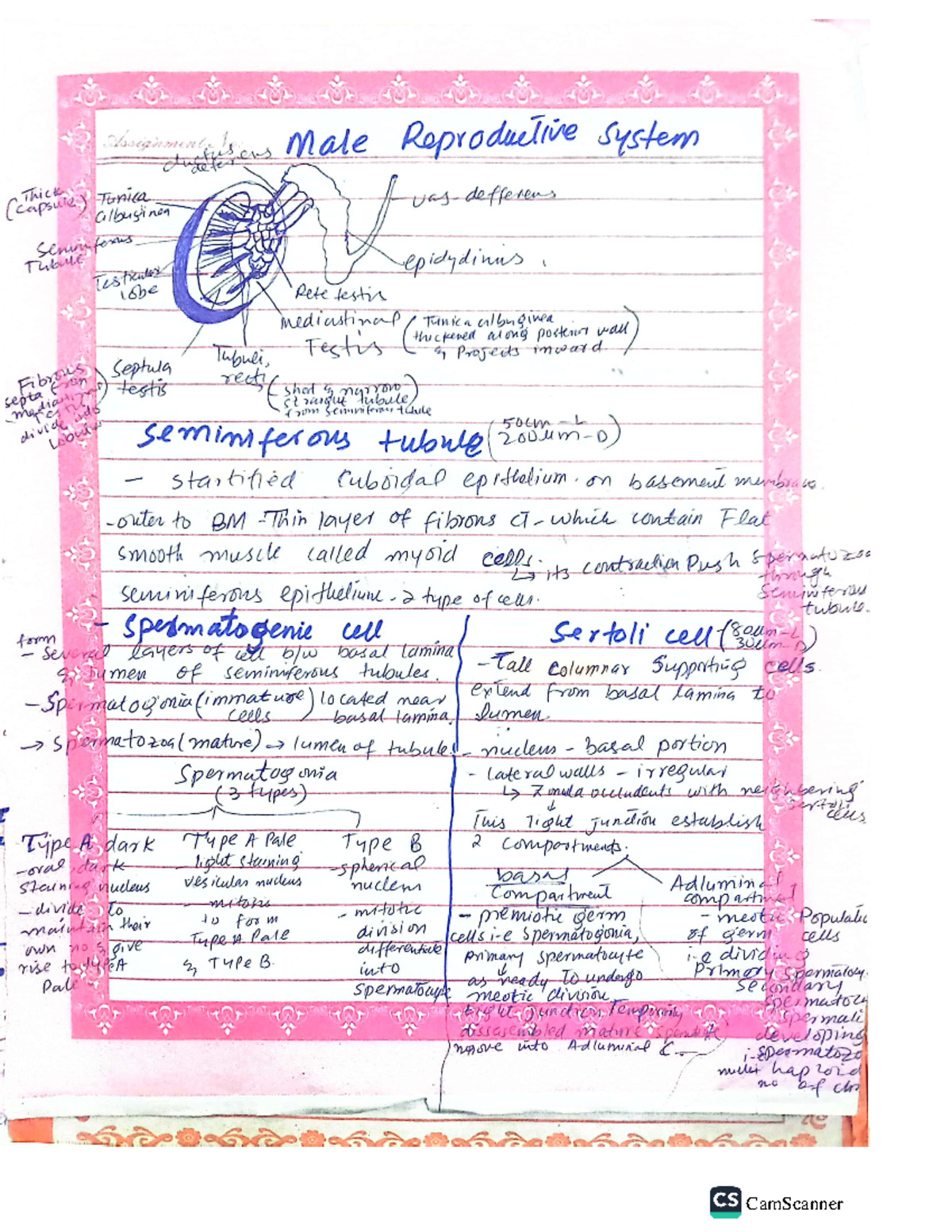 Mbbs Histology of Male Reproductive System - histology - CamScanner ...