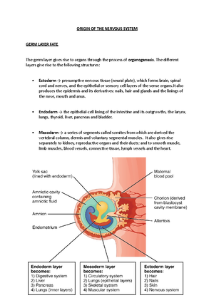 Neurulation - Lecture notes 2 - Neurulation The process of formation of ...