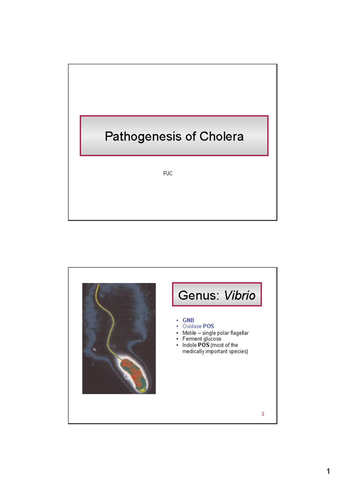 L6 Microbial Pathogenesis Cholera 2014 (2 per page) - Pathogenesis of ...