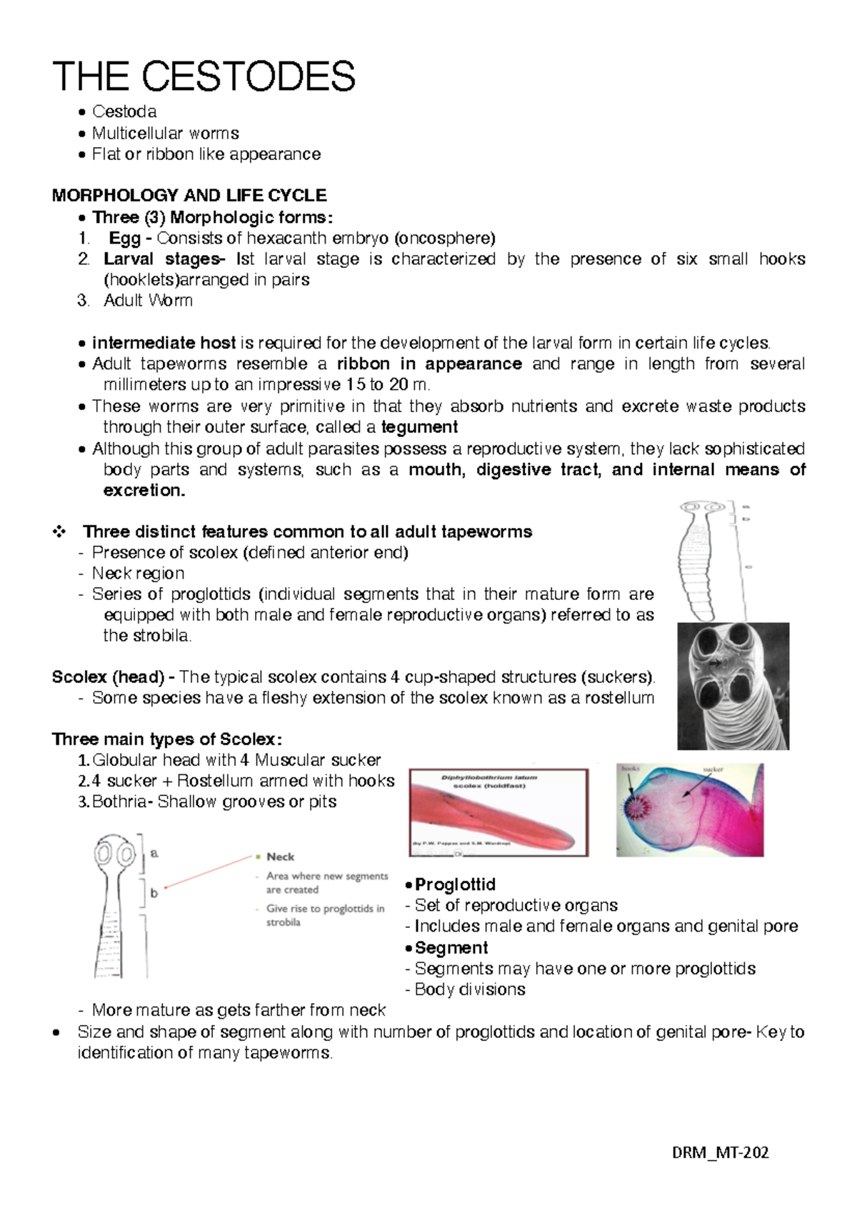 Cestodes - parasitology - THE CESTODES Cestoda Multicellular worms Flat ...