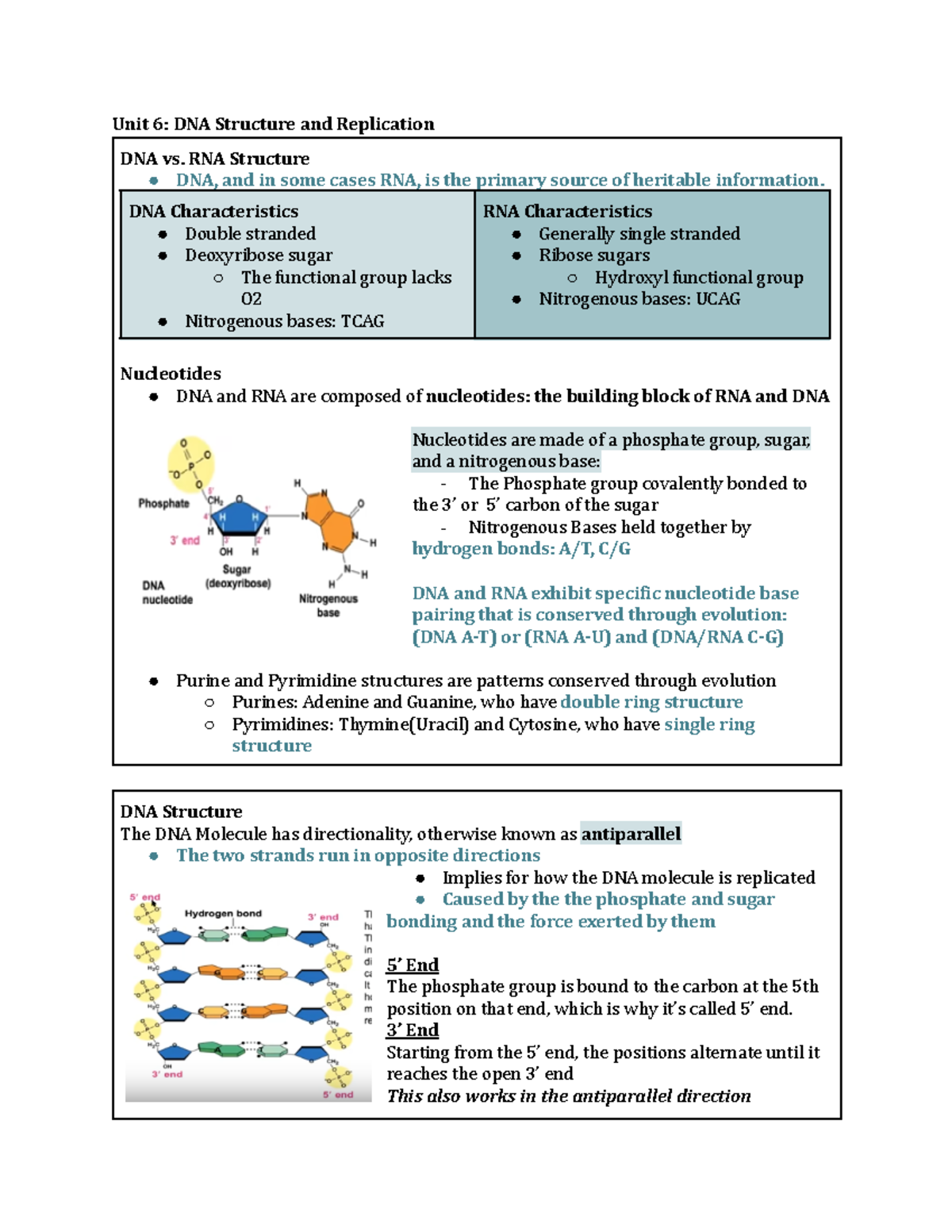 Unit 6 DNA Structure and Replication - Unit 6: DNA Structure and ...