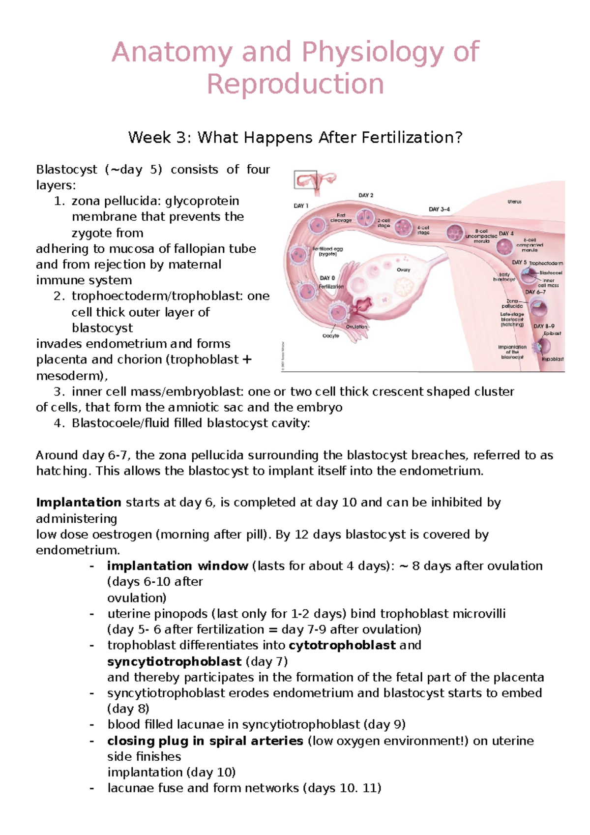 Week 3- What Happens After Fertilization - MIDW1008 - Flinders - Studocu