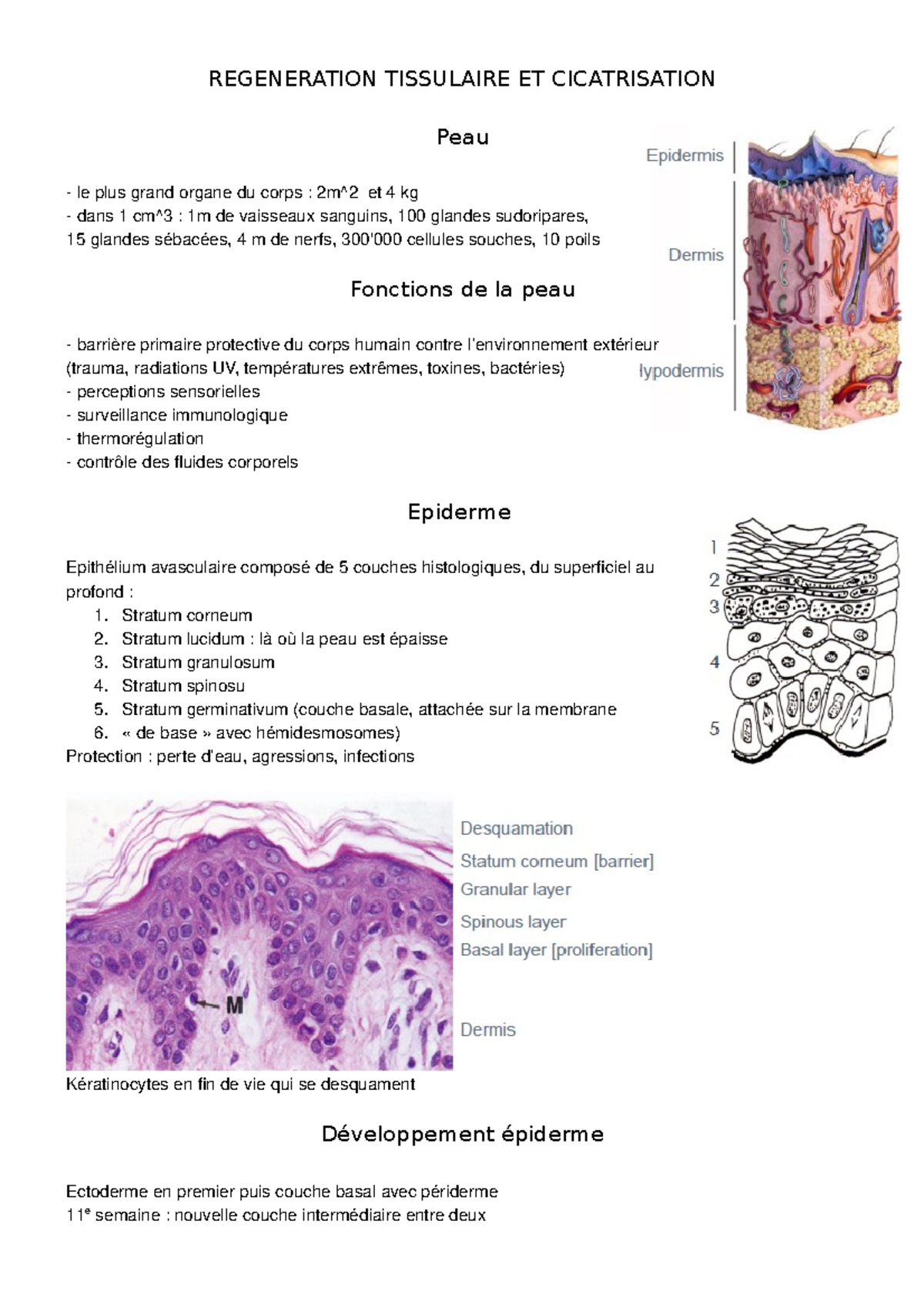 Régénération tissulaire - REGENERATION TISSULAIRE ET CICATRISATION Peau ...