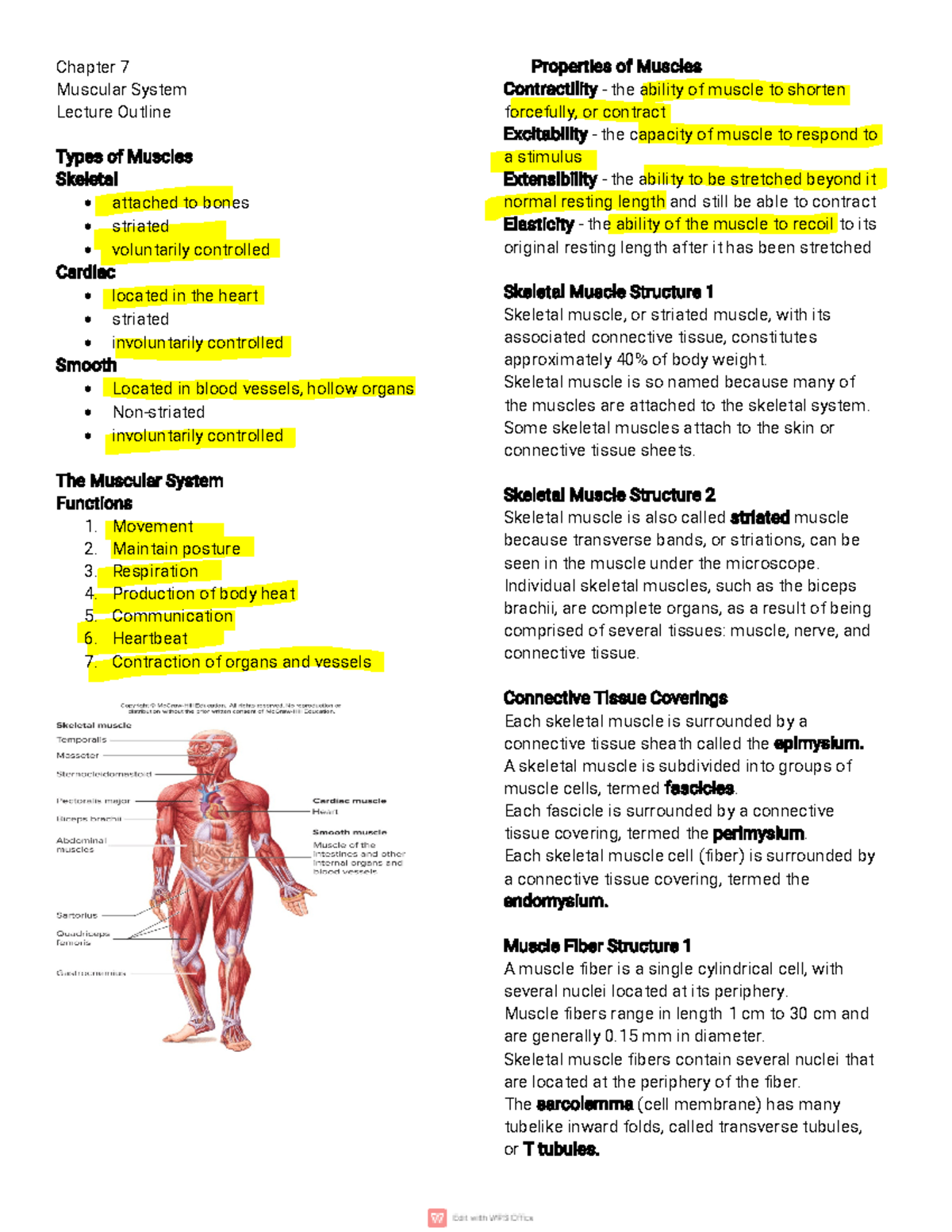 Anaphy-7 - Lecture outline - Chapter 7 Muscular System Lecture Outline TypesofMuscles Skeletal ...