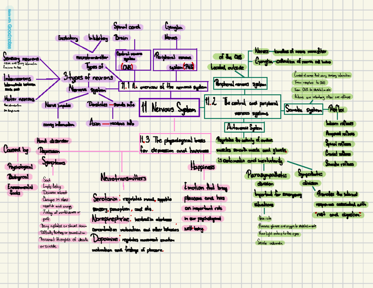 Nervous system - Apunte tema 11 - Human Body Care - · · r · - · - e · E ! - u r E · E G · · · =s ...
