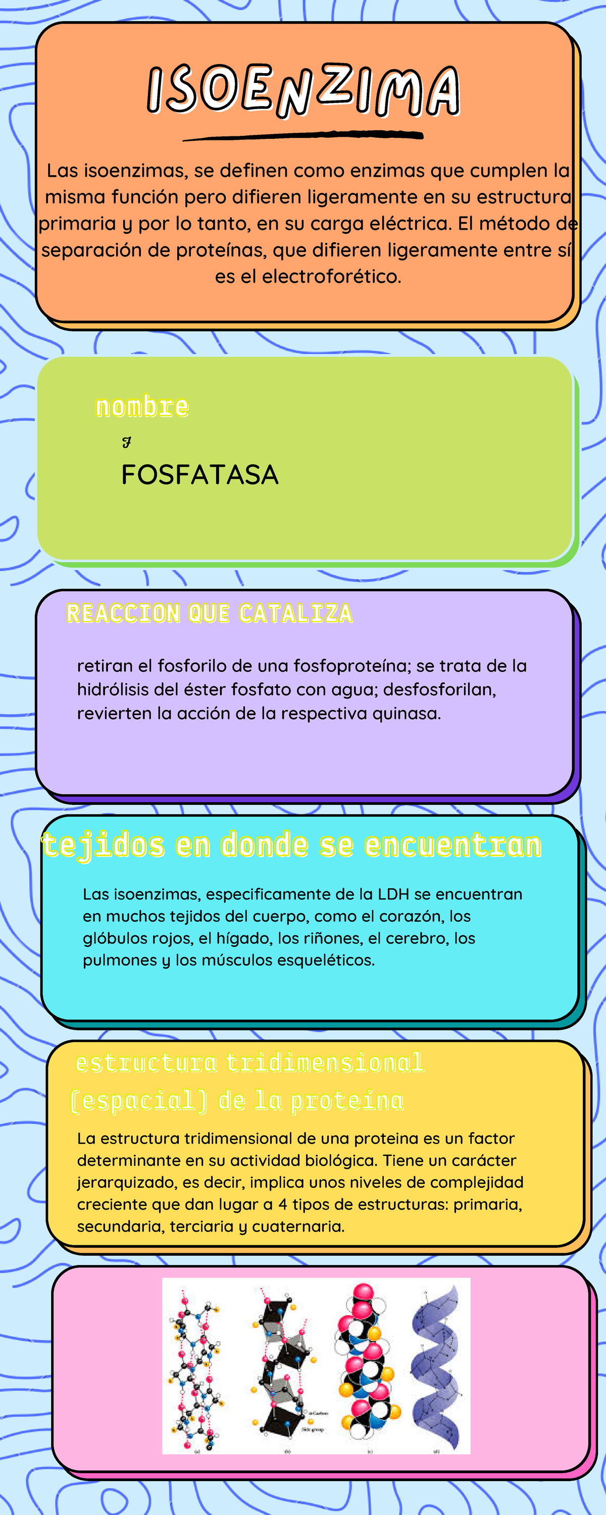 isoenzimas y sus estructuras infografia - isoenzimaisoenzima Las ...