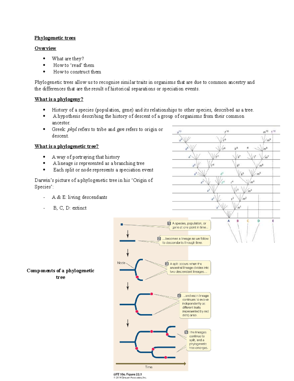 Lecture 10 - Phylogenetic trees - Phylogenetic trees Overview What are ...