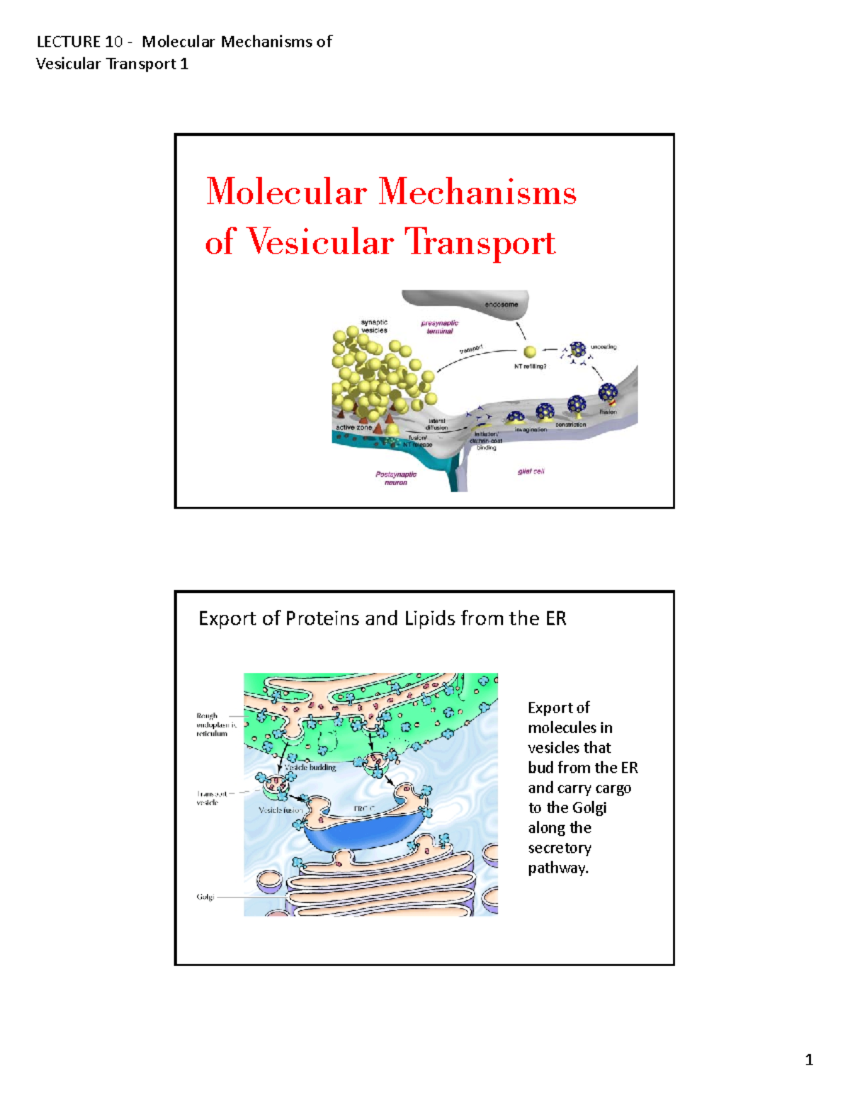 Lecture 10 - Molecular Mechanisms of Vesicular Traffick - Vesicular ...
