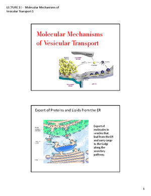 Lecture 11 - Molecular Mechanisms of Vesicular Traffic 2 - Vesicular ...
