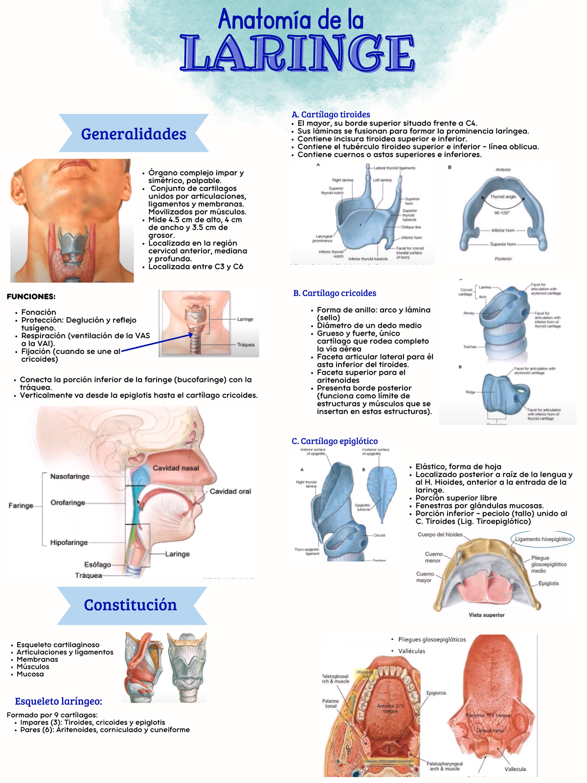 Anatomía de laringe - Fonación Protección: Deglución y reflejo tusígeno ...