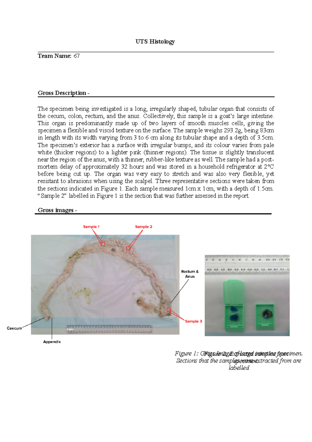 Histology Group Report - UTS Histology Team Name: 67 Gross Description ...