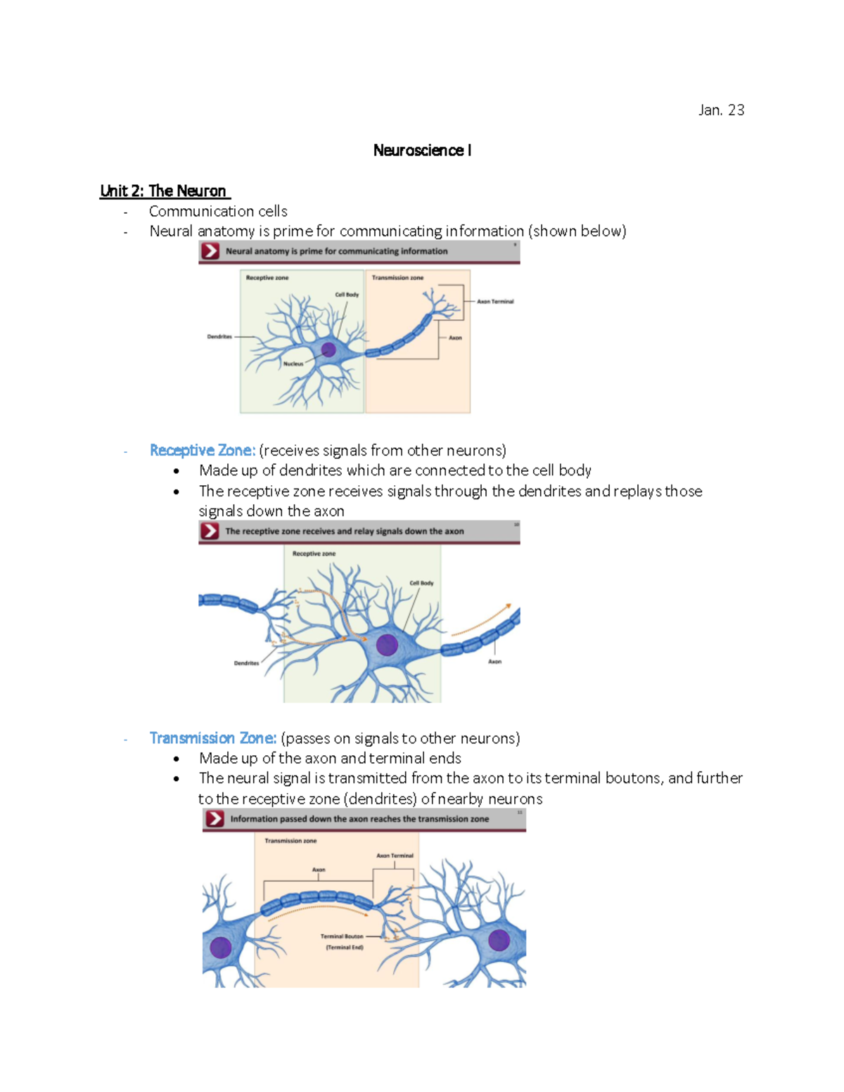 Neuroscience I - Jan. 23 Neuroscience I Unit 2: The Neuron ...