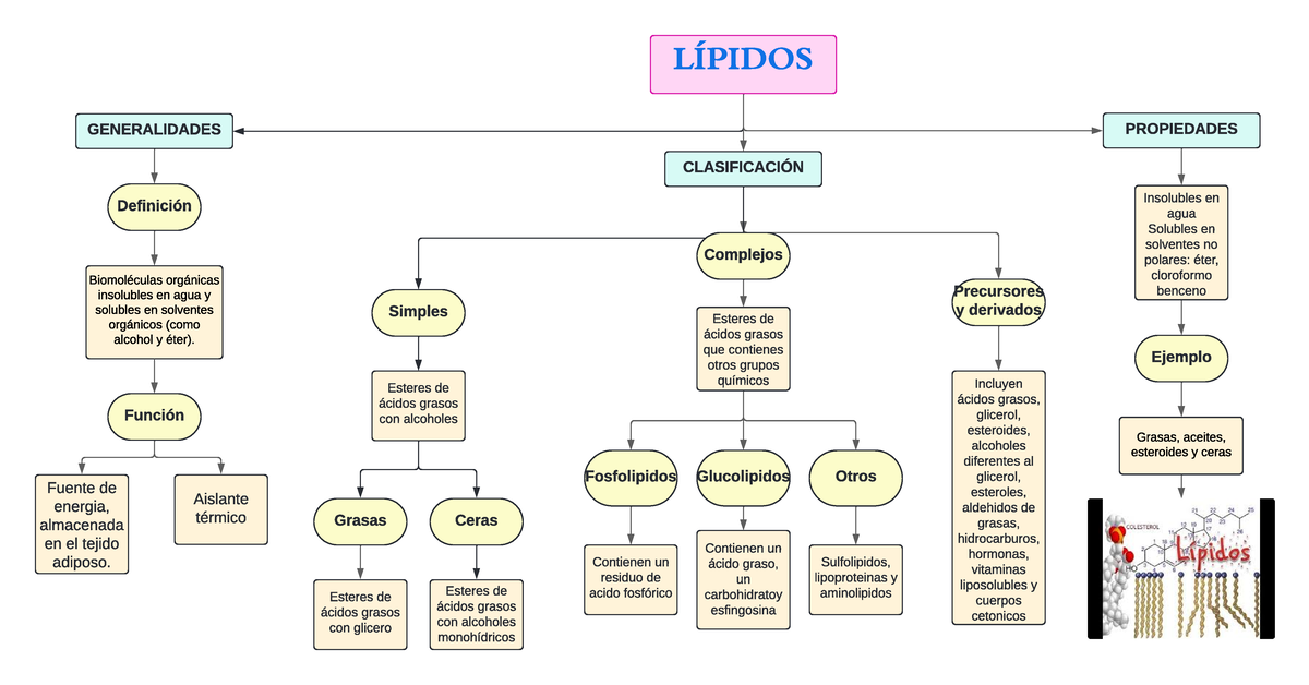 Lípidos Bioquimica - LÍ PI D O S GENERALIDADES Definición Biomoléculas ...