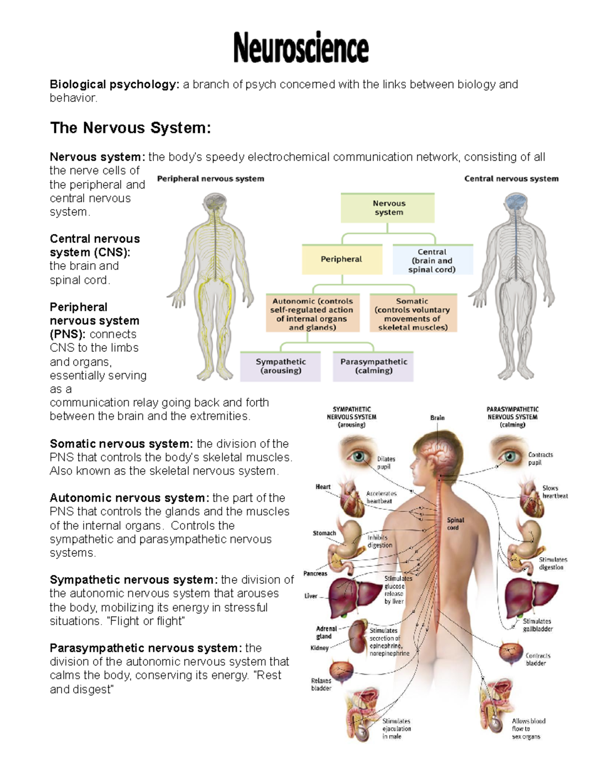 Neuroscience Study Guide - Biological psychology: a branch of psych ...