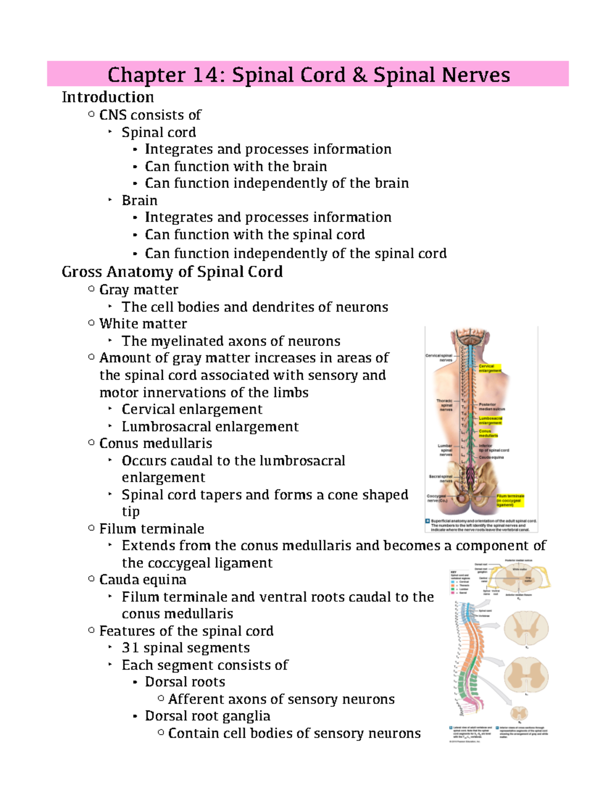Chapter 14 Notes - Chapter 14: Spinal Cord & Spinal Nerves Introduction ...