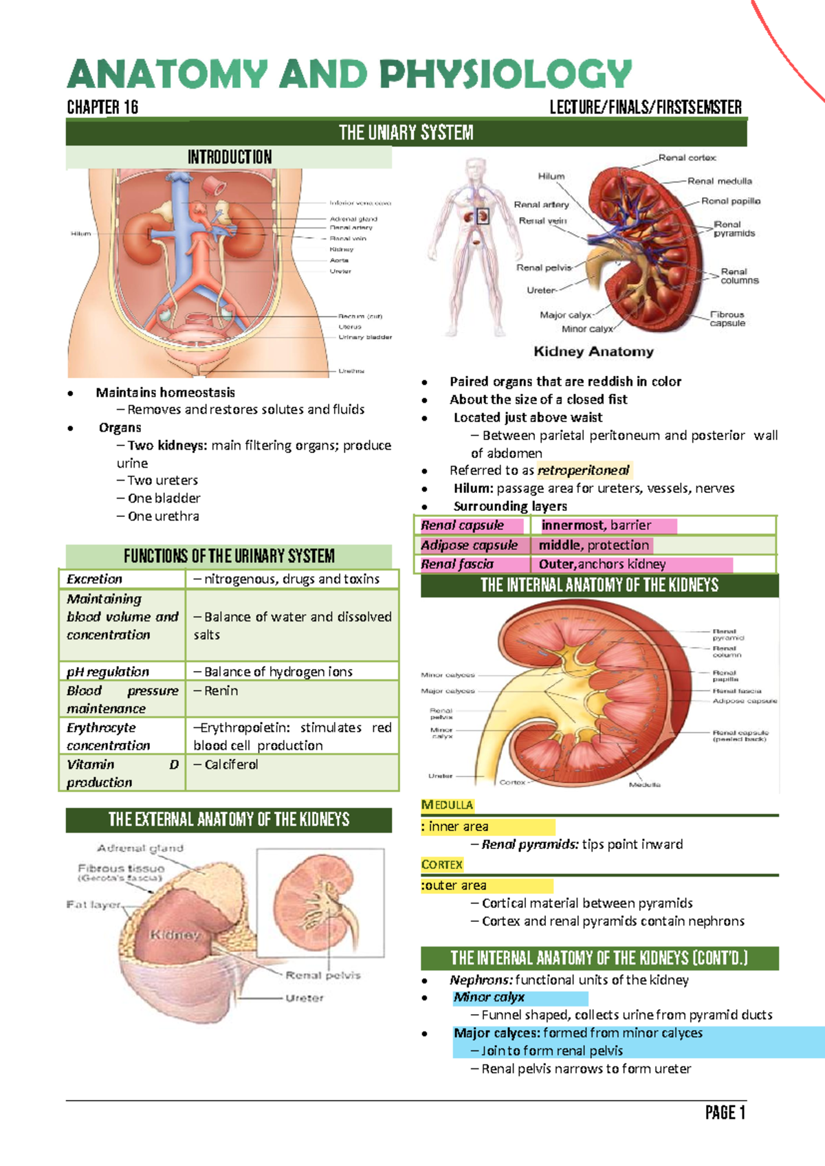 WEEK 16- THE Urinary System - THE UNIARY SYSTEM introduction Maintains ...