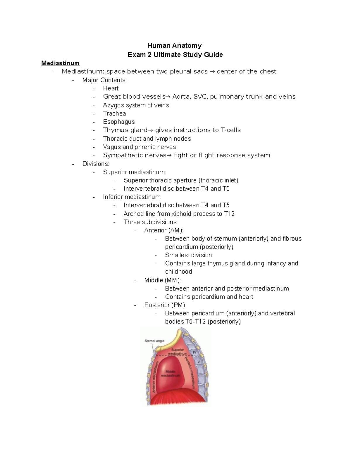 Human Anatomy Exam 2 Ultimate Study Guide - Human Anatomy Exam 2 ...