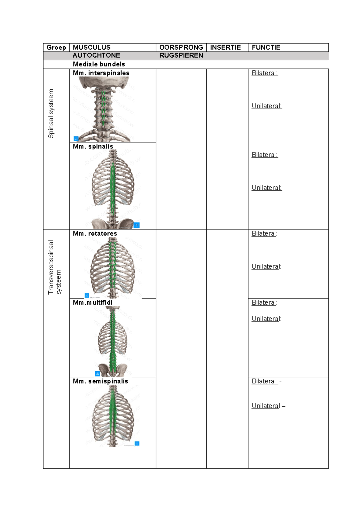 Werkdocument Spieren nek en rug - Groep MUSCULUS OORSPRONG INSERTIE ...