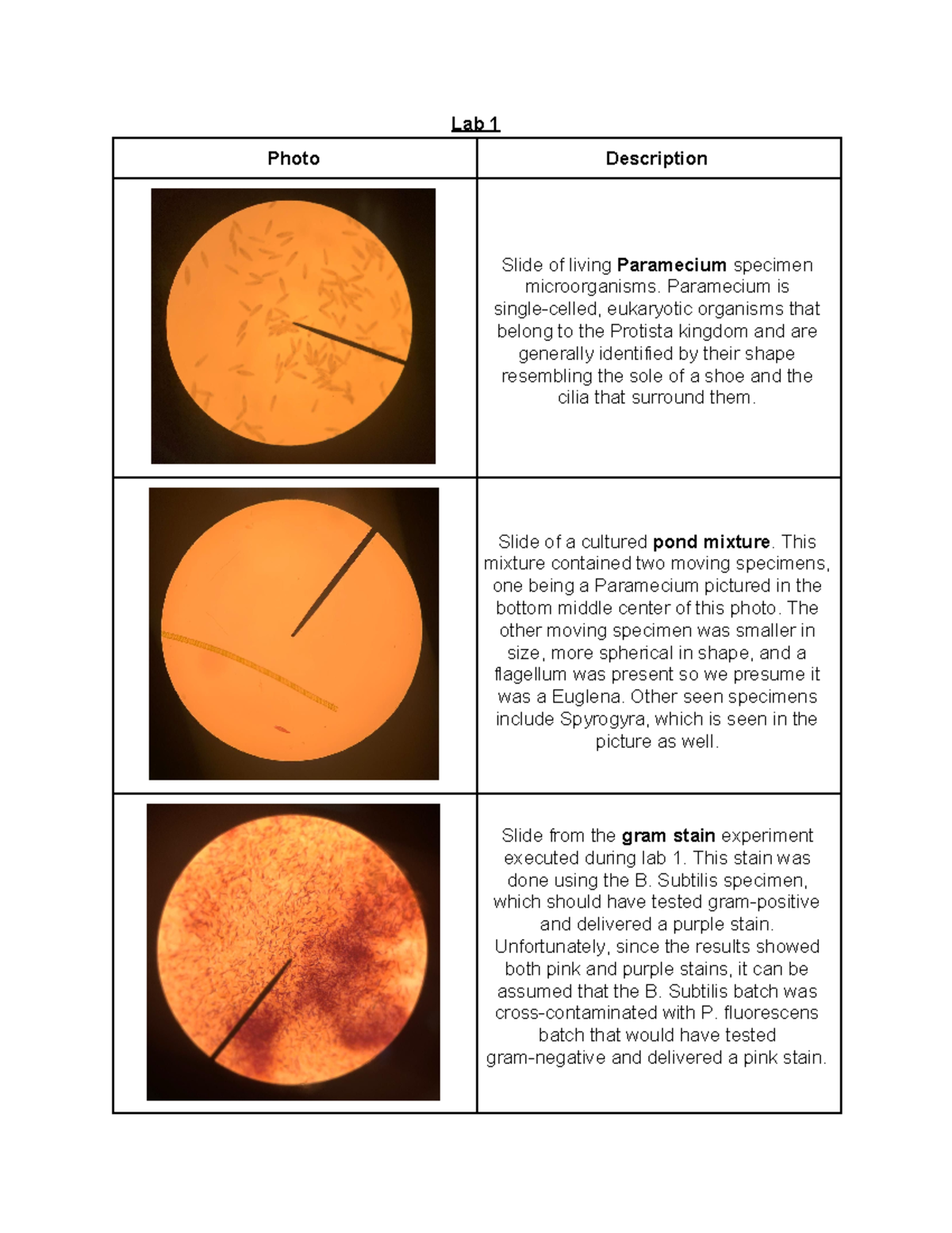 Lab microscope summary photos - Lab 1 Photo Description Slide of living ...