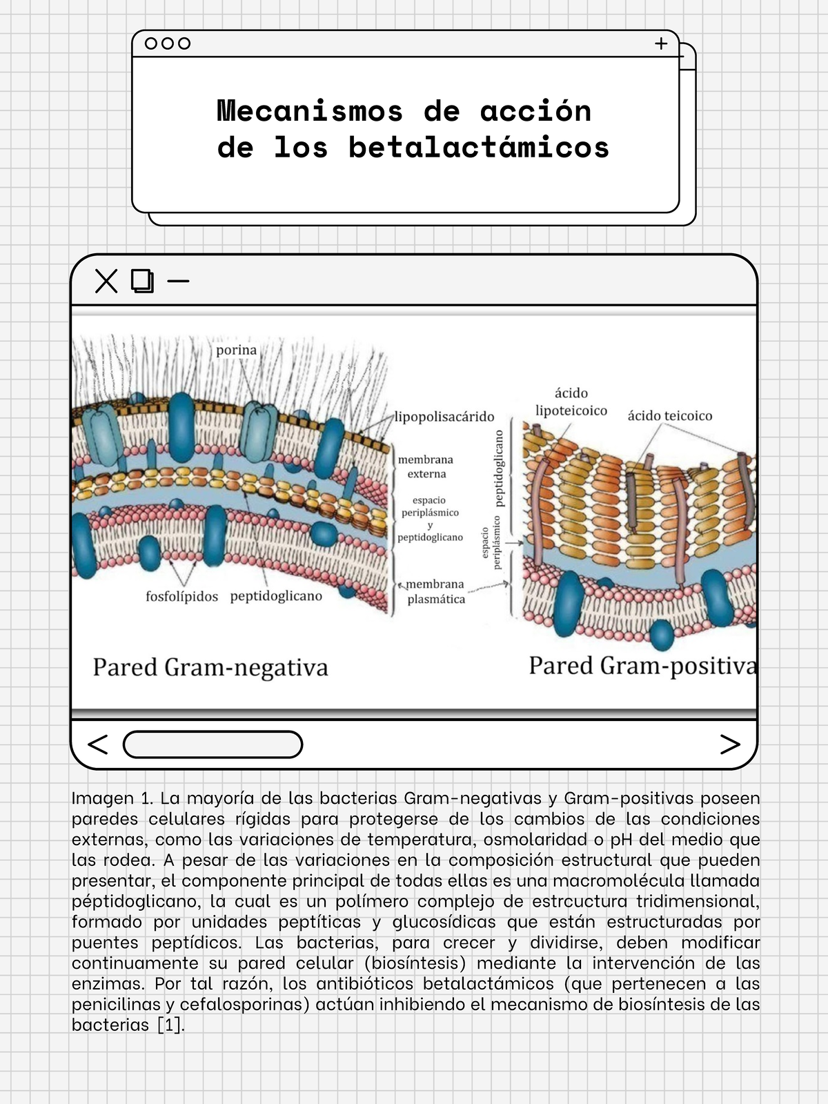 Antibioticos Betalactamicos Mecanismo De Accion Y