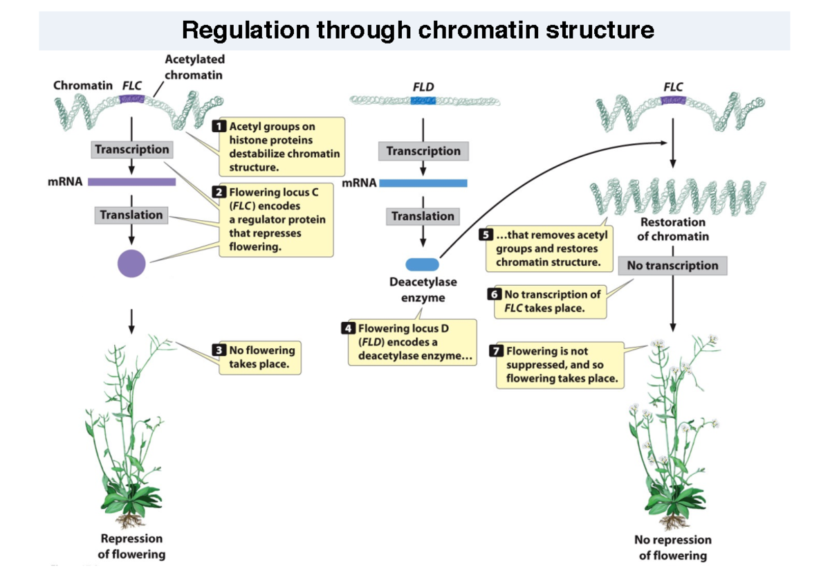 L14 Gene regulation eukaryotes 2022 - Regulation through chromatin ...