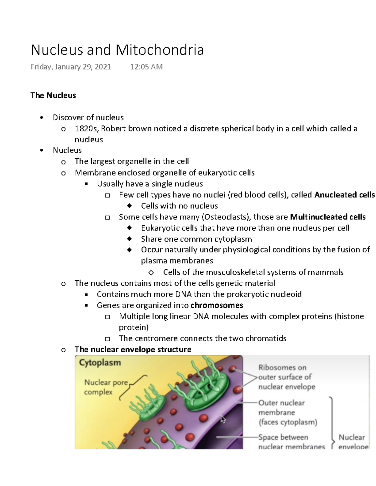 Nucleus and Mitochondria - The Nucleus Discover of nucleus 1820s ...