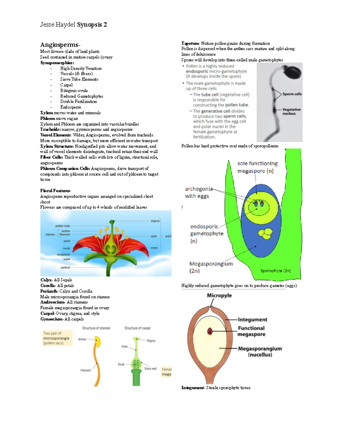 Synopsis 2 Angiosperms - Angiosperms- Most diverse clade of land plants ...