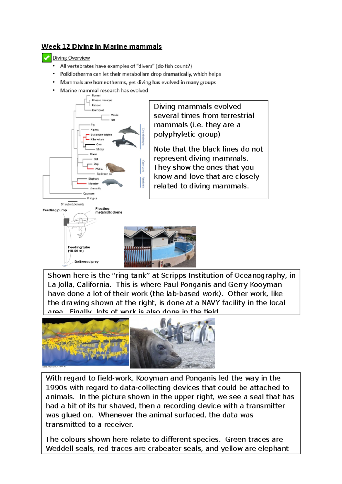 Week 12 Diving in Marine mammals - Week 12 Diving in Marine mammals ...