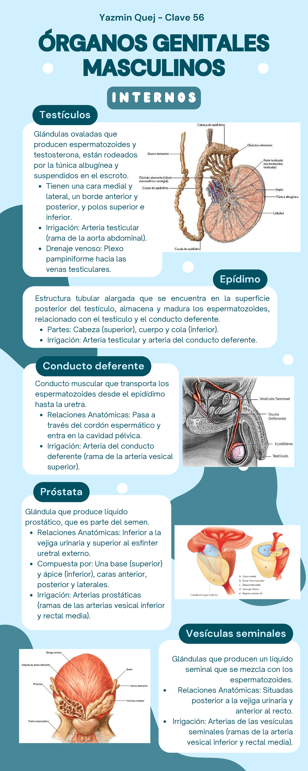Infografía - Epídimo Yazmin Quej - Clave 56 Conducto deferente ...