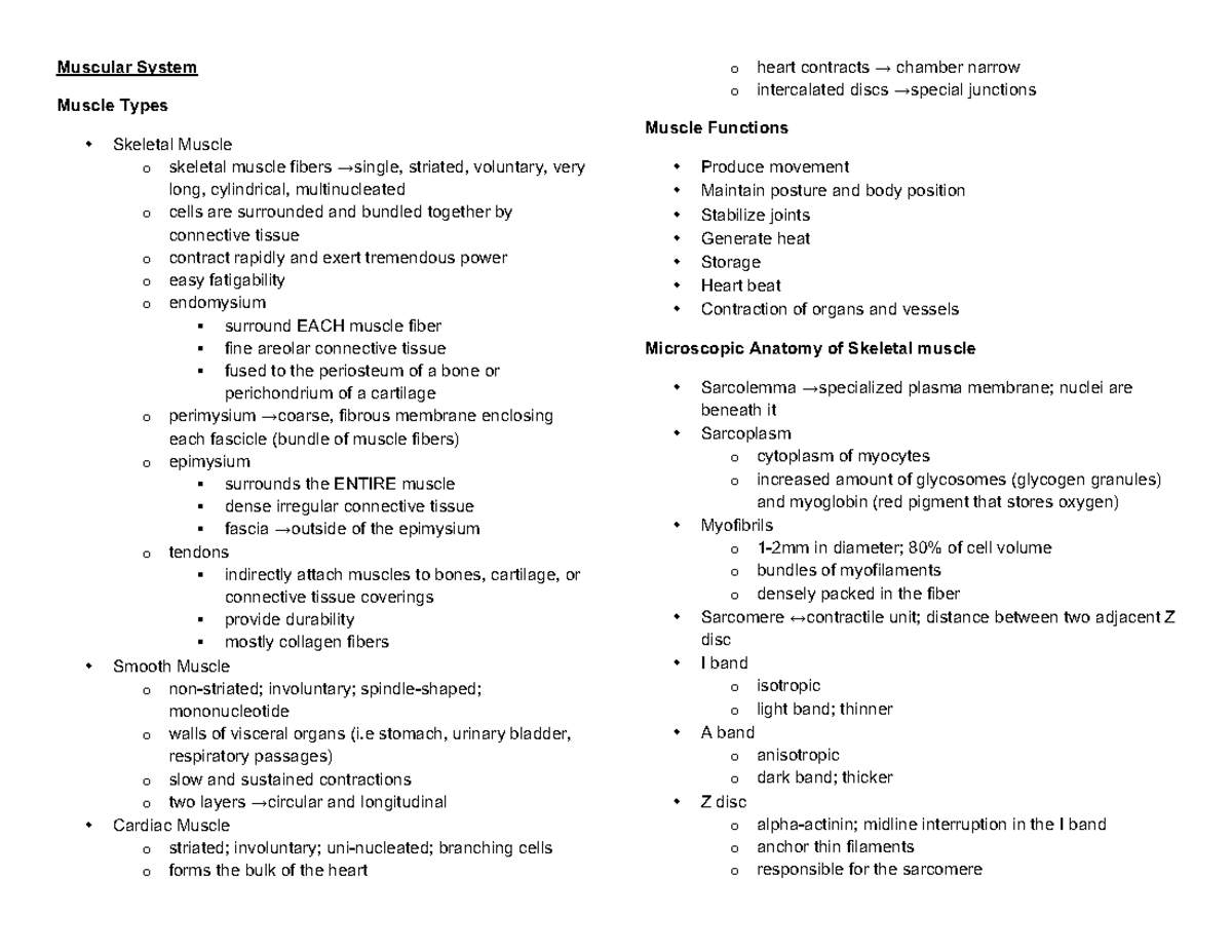 Anaphy Notes Muscular System - Muscular System Muscle Types Skeletal ...