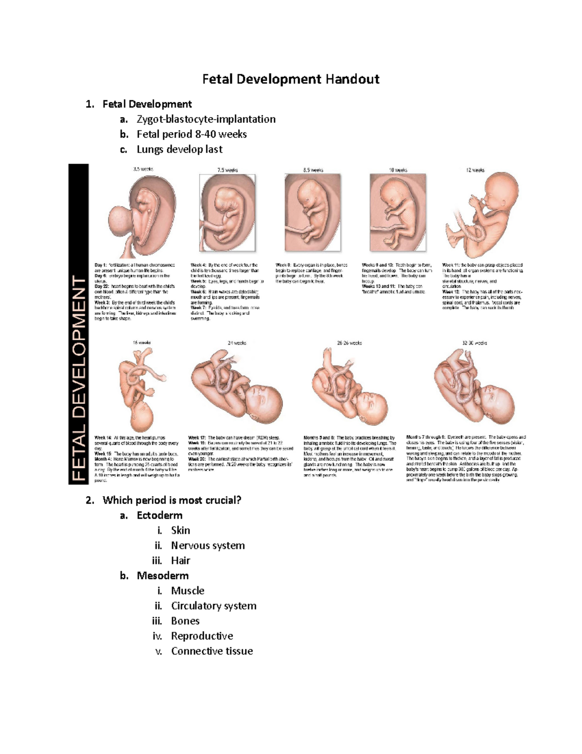 Fetal Development Handout - Fetal Development Handout Fetal Development ...