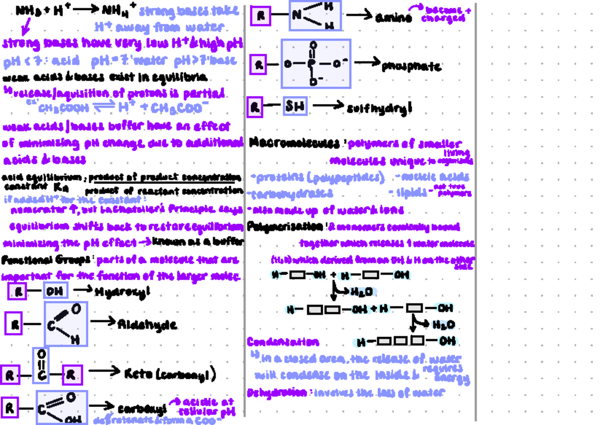 page 3 - BIO 201 - Notes - NHS+H+NHAstrong bases take R N H ...