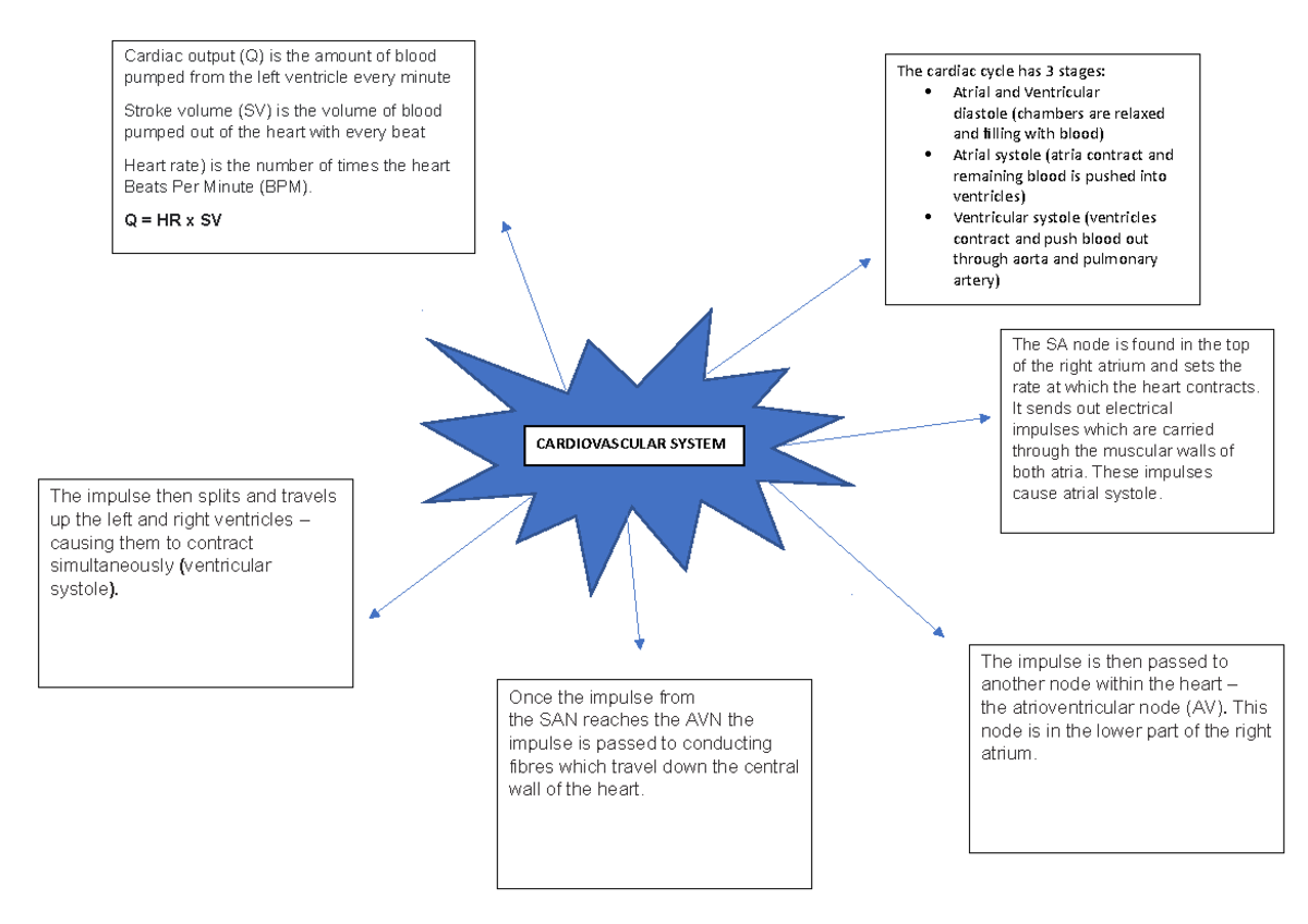 Cardiovascular system mindmap - The impulse then splits and travels up ...