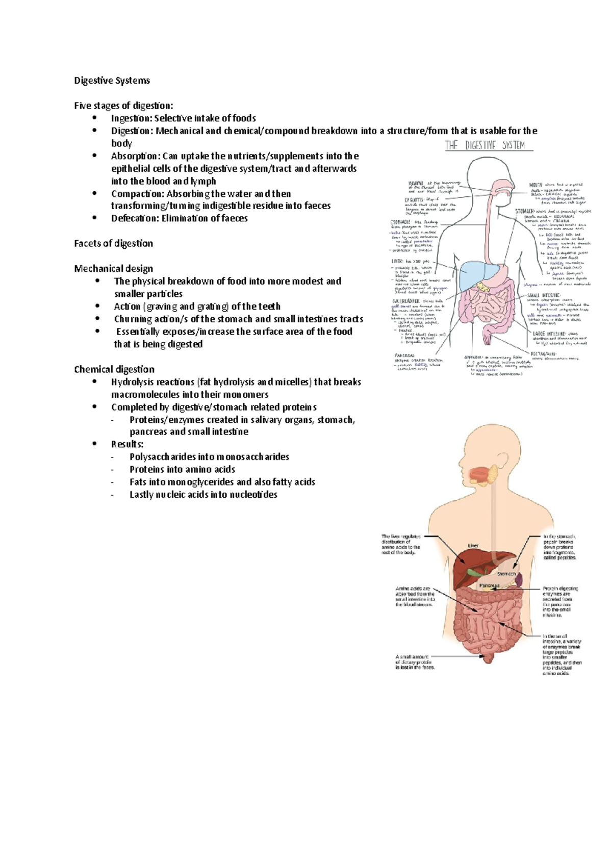 Digestive Systems assessment part 1A - Digestive Systems Five stages of ...