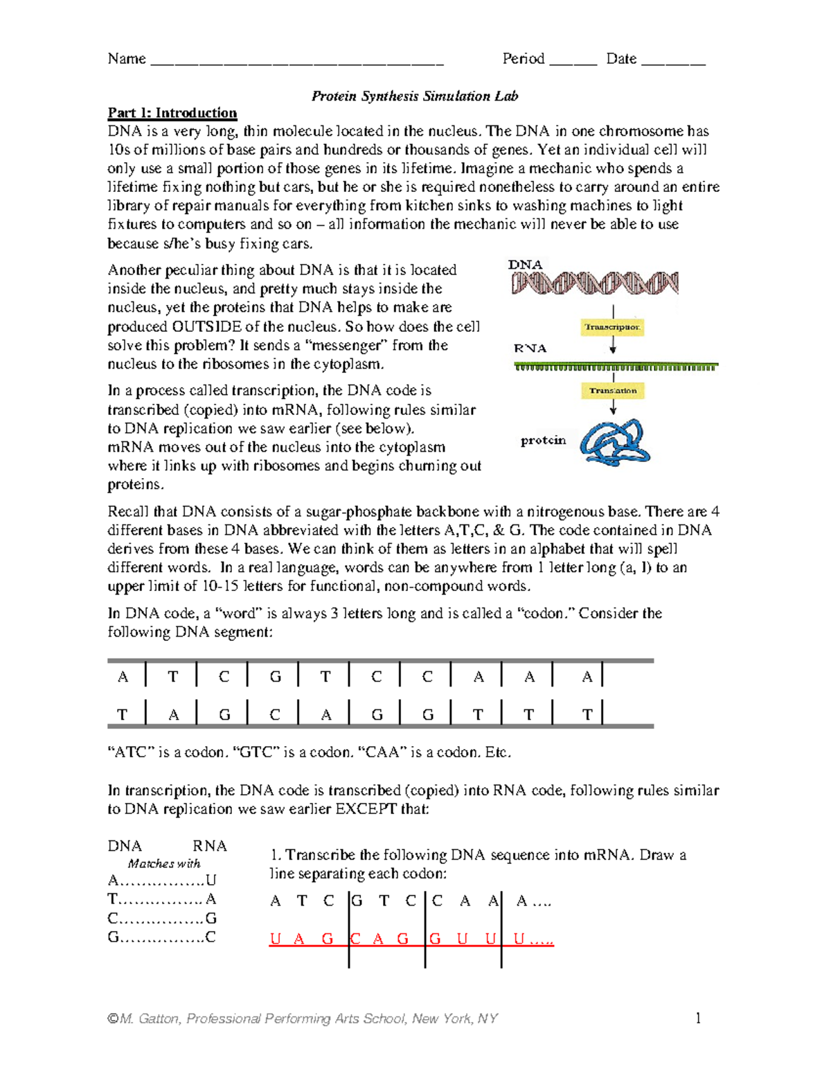 Protein Synthesis Simulation Activity Answer Key - Protein Synthesis ...