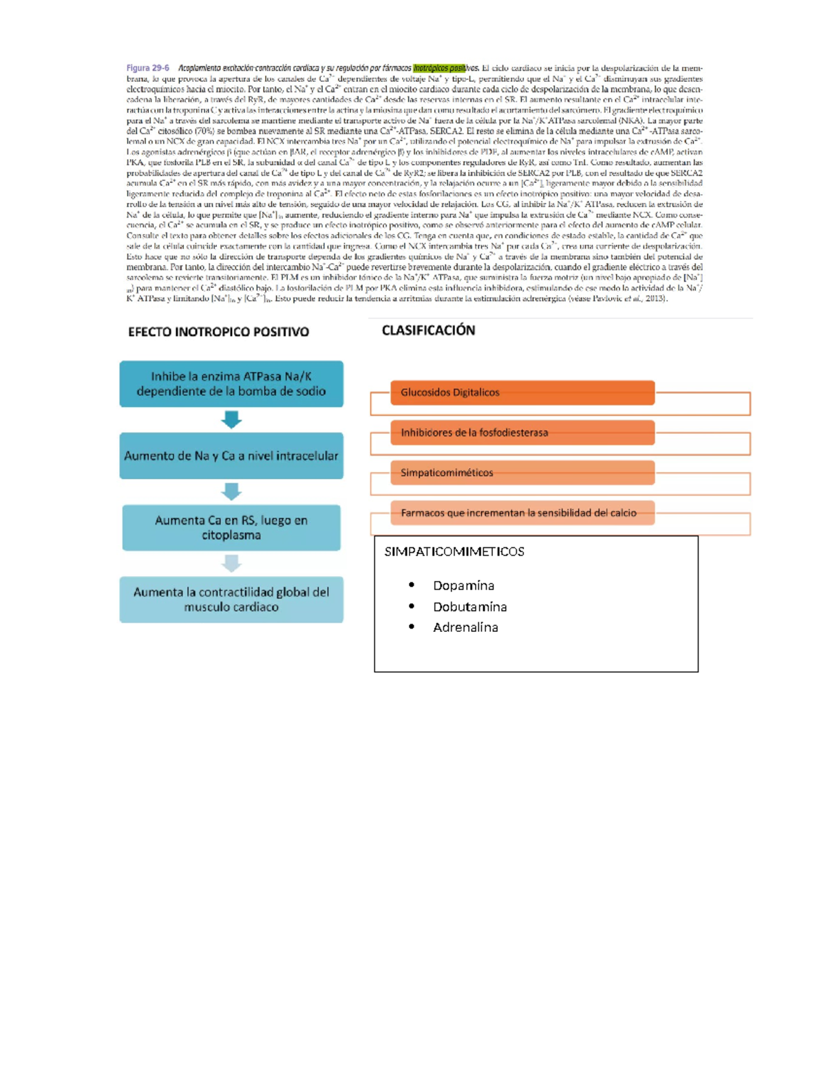 Agentes inotrópicos positivos - SIMPATICOMIMETICOS Dopamina Dobutamina ...