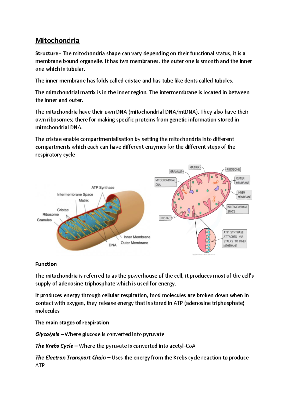 Cells - Mitochondria - .... - Mitochondria Structure - The mitochondria ...
