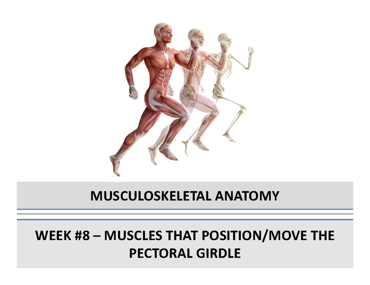 KINE 1P98 - Week 8 - Lecture Slides 1 Slide ppg - WEEK #8 – MUSCLES ...